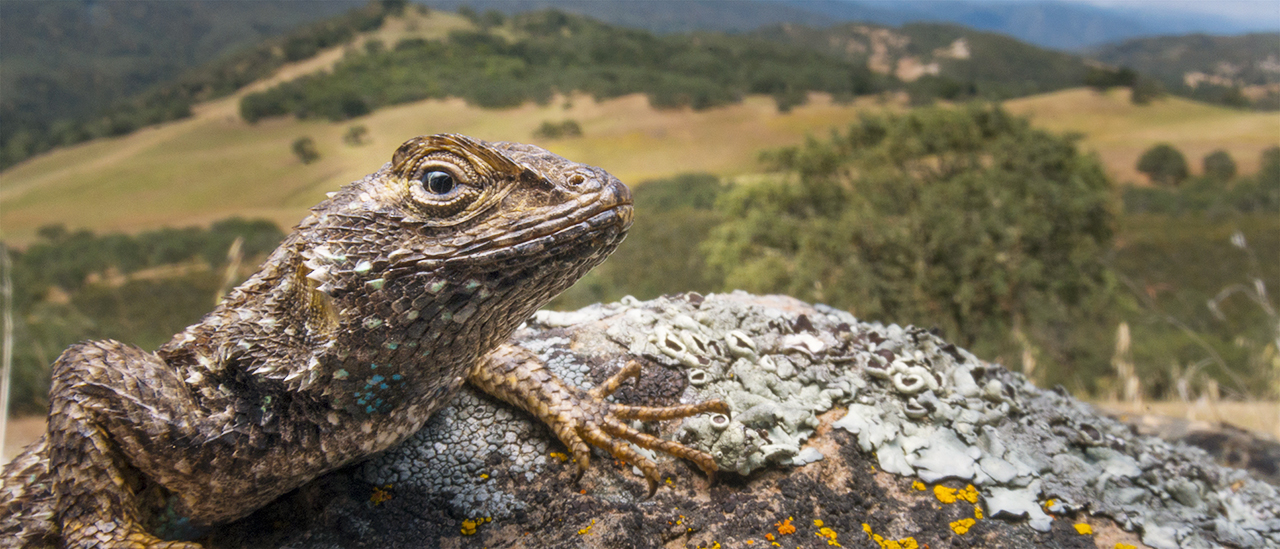 The Superhero of Lizards - Peninsula Open Space Trust