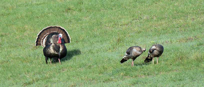 Where Did California's Wild Turkeys Come From? - Peninsula Open Space Trust