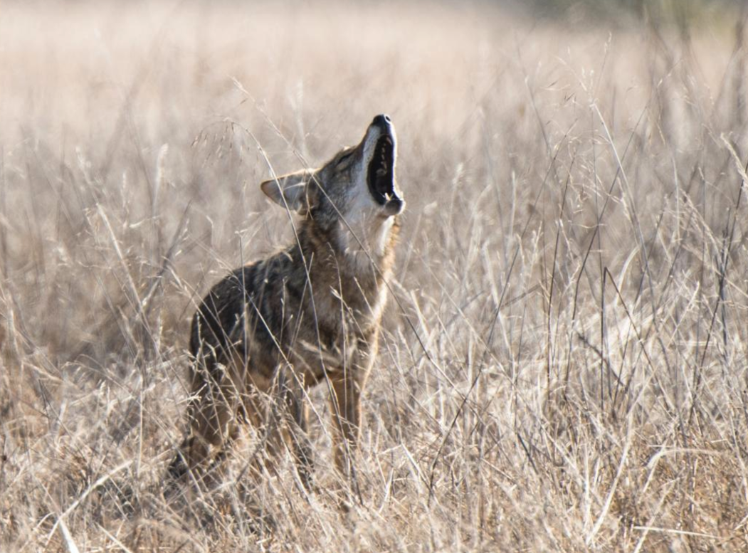 Wildlife Tracks in the Bay Area - Peninsula Open Space Trust