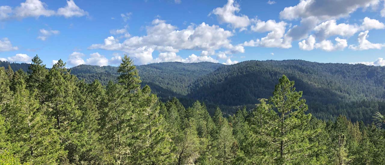 A New Era for Redwood Forests in the Santa Cruz Mountains - POST