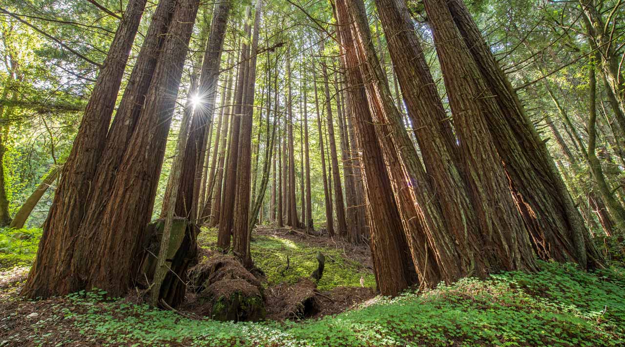 Why We Need Logging in the Santa Cruz Mountains - POST